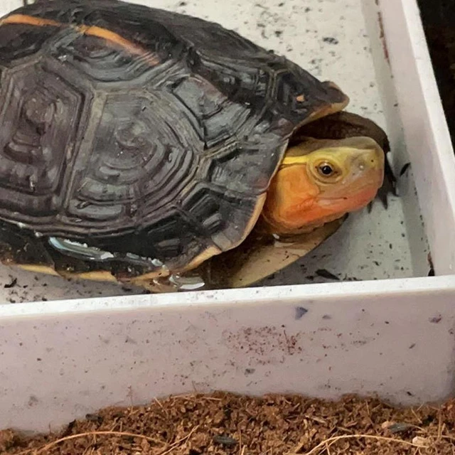 Pet Tortoises Water