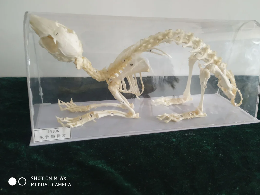 Frogfish Skeleton