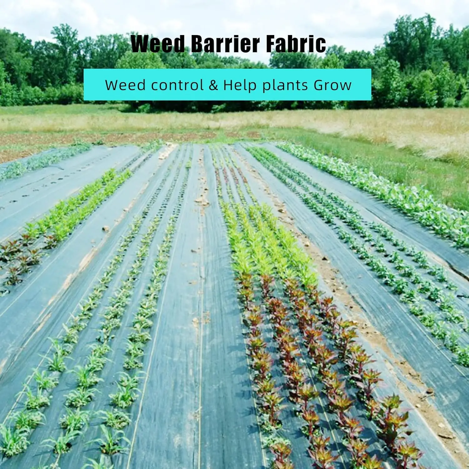 6ft X 300ft Weed Barrier Landscape Fabric Heavy Duty, Premium 3.2oz ...