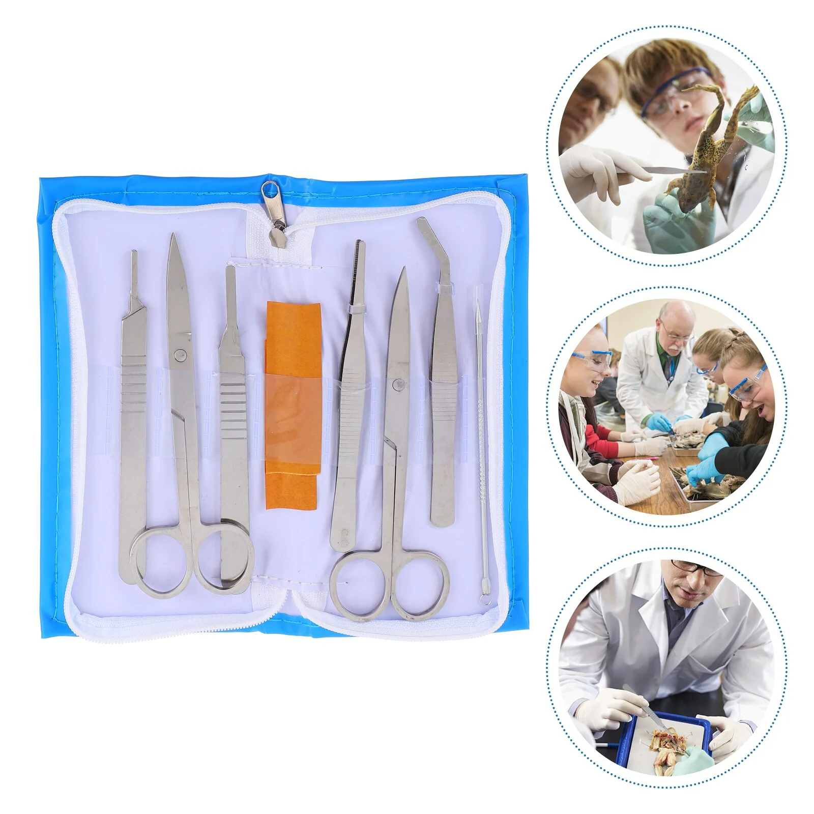 Specimen-Biology-Laboratory-Anatomical-Equipment-Dissection-Accessory ...