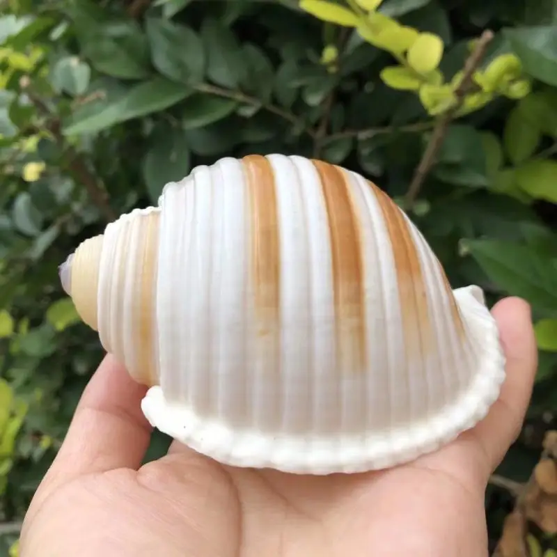 Shell-Conch-Snail-Fish-Tank-Aquarium-Decoration-Rolled-Shellfish ...