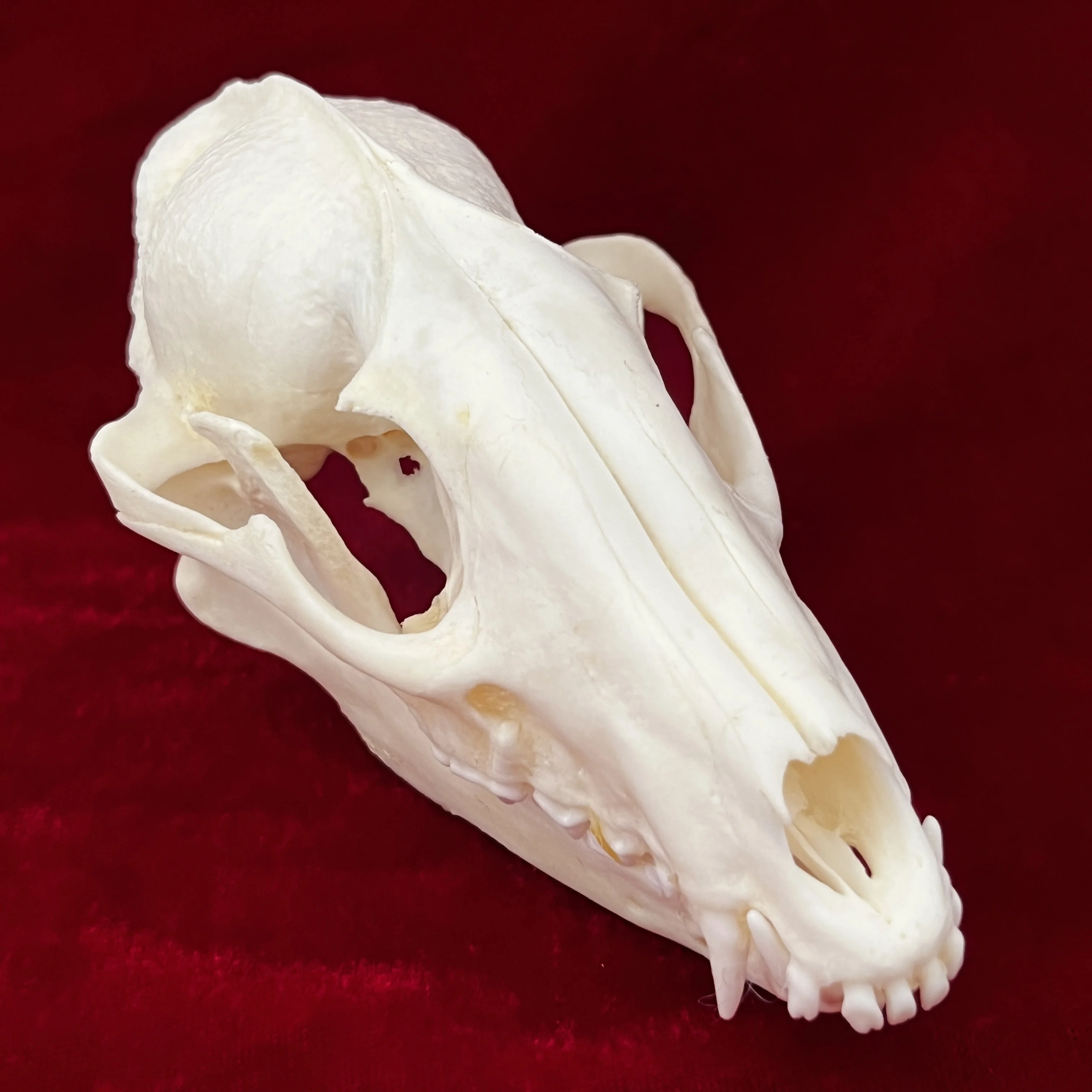 Raccoon Skull Size