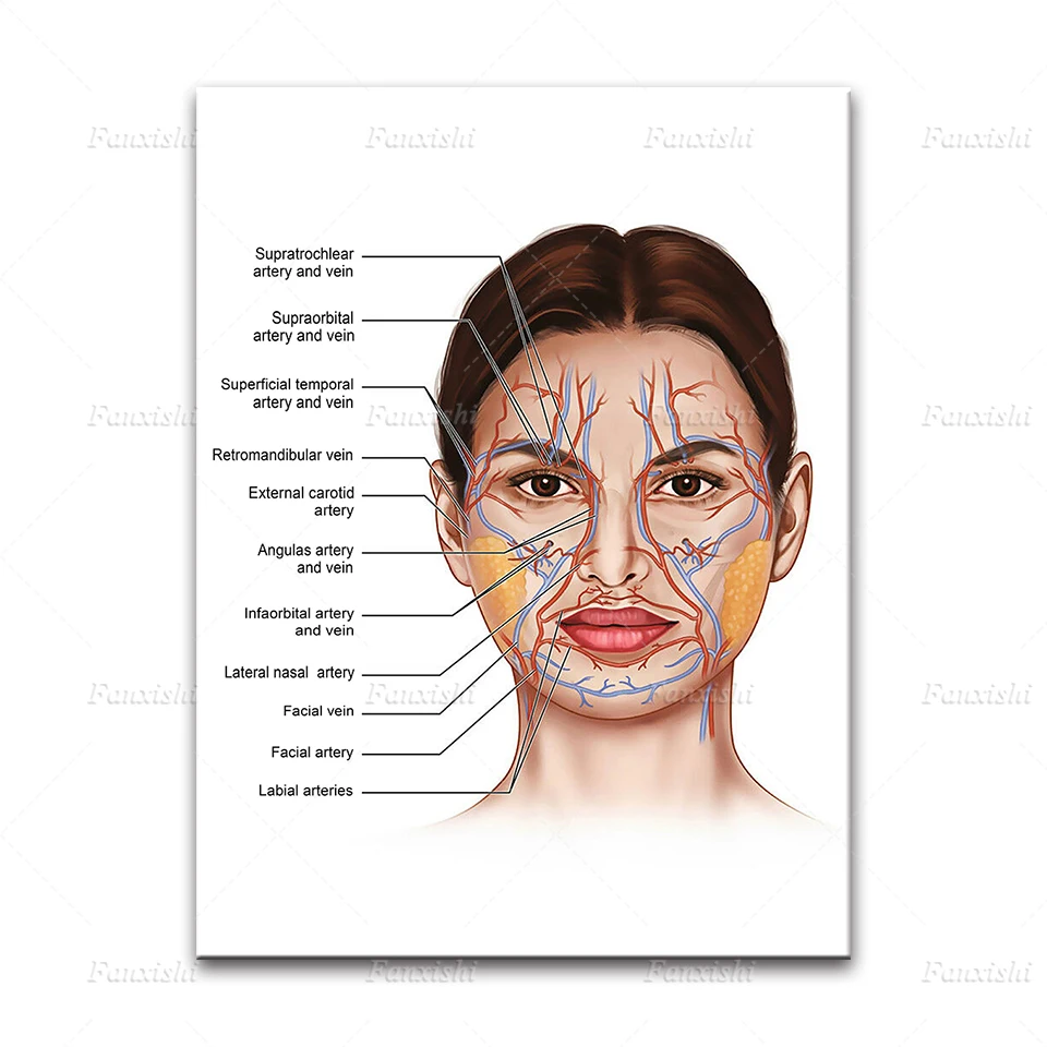 External Lip Anatomy