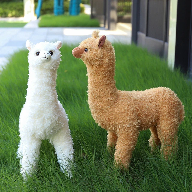Cute Fluffy Baby Llama