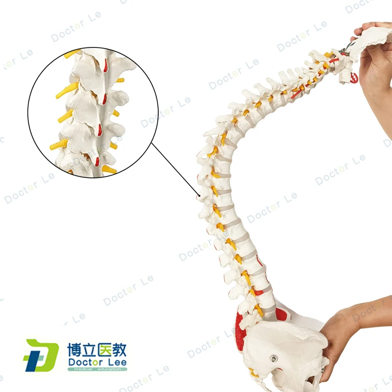 85 cm Classic flexible human anatomy spine for the orthopaedic teaching ...