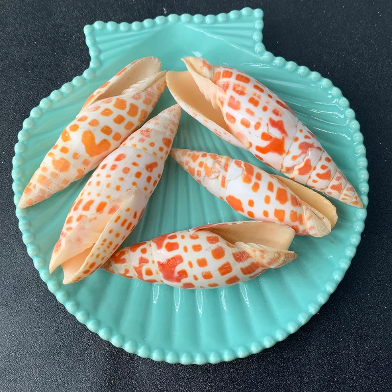 Wholesale-of-Natural-Conch-Shells-Koi-Red-Pen-Snail-Home-Decoration ...
