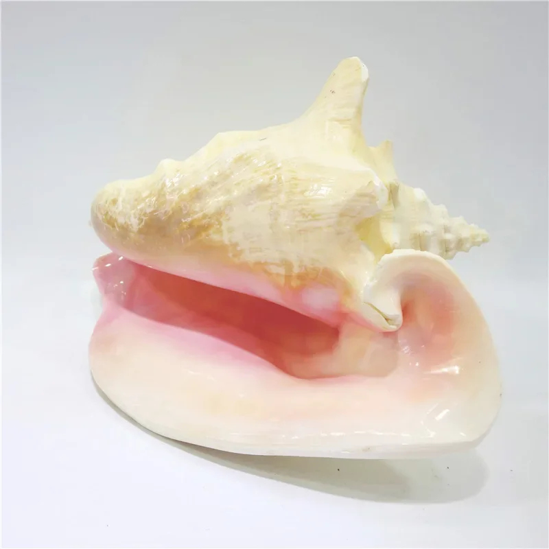 Large-Bahama-Queen-Conch-Seashell-Pink-Bahamas-Pink-Conch-Shell-18-21CM ...