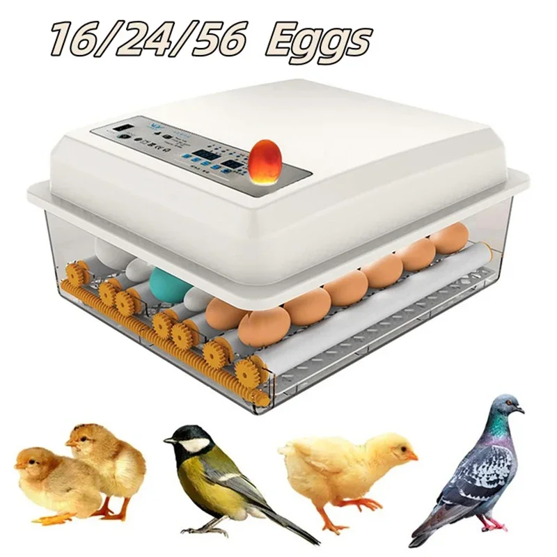 16-24-56-Drawer-Incubator-Incubator-With-Automatic-Egg-Turning-And ...