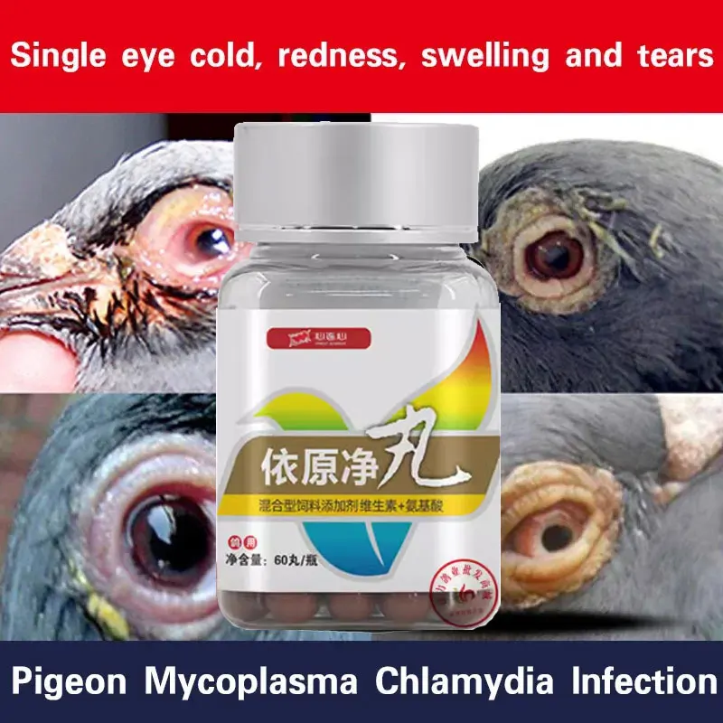 Pigeon-racing-pigeons-with-chlamydia-mycoplasma-monocular-cold-eyes ...