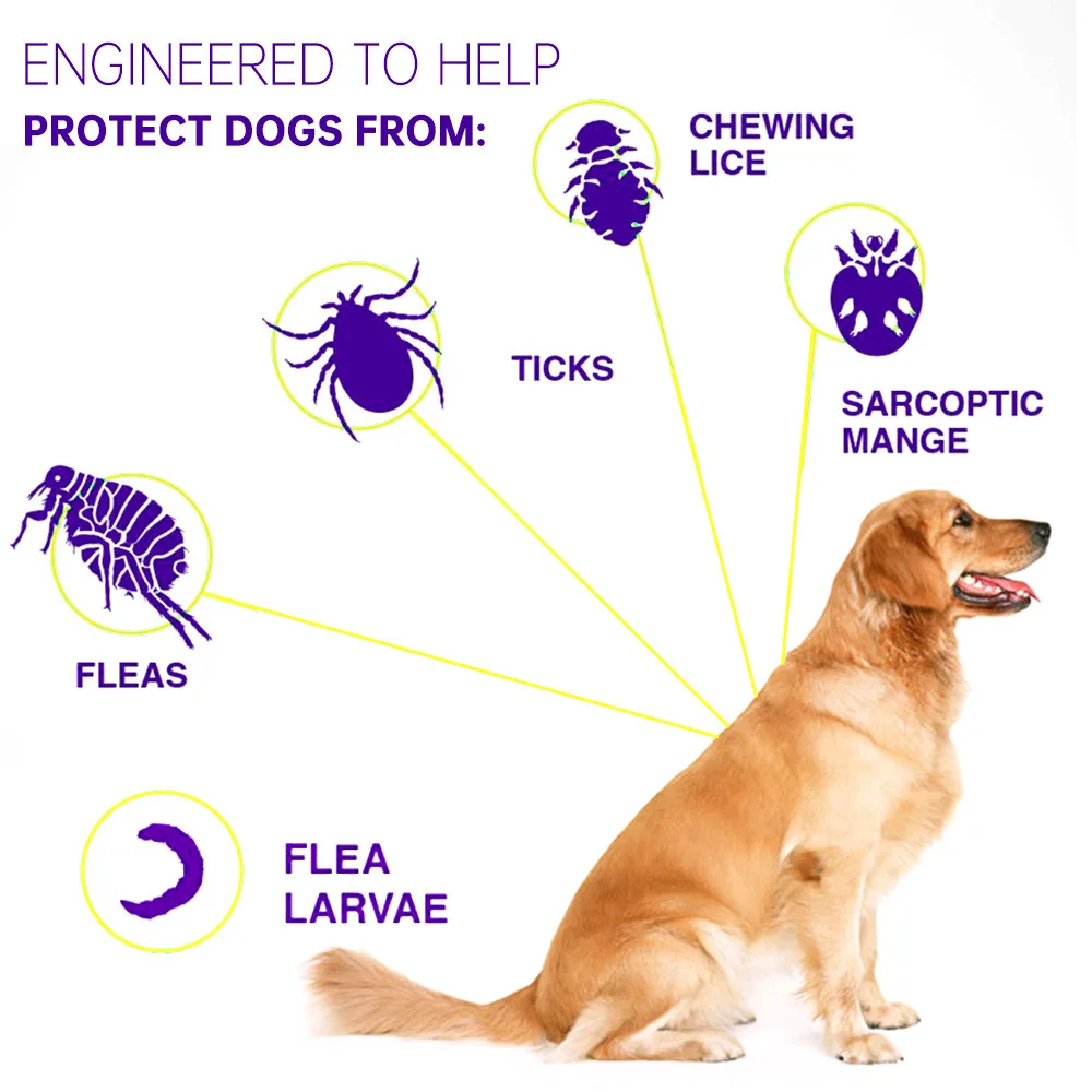 Flea Bites On Golden Retriever