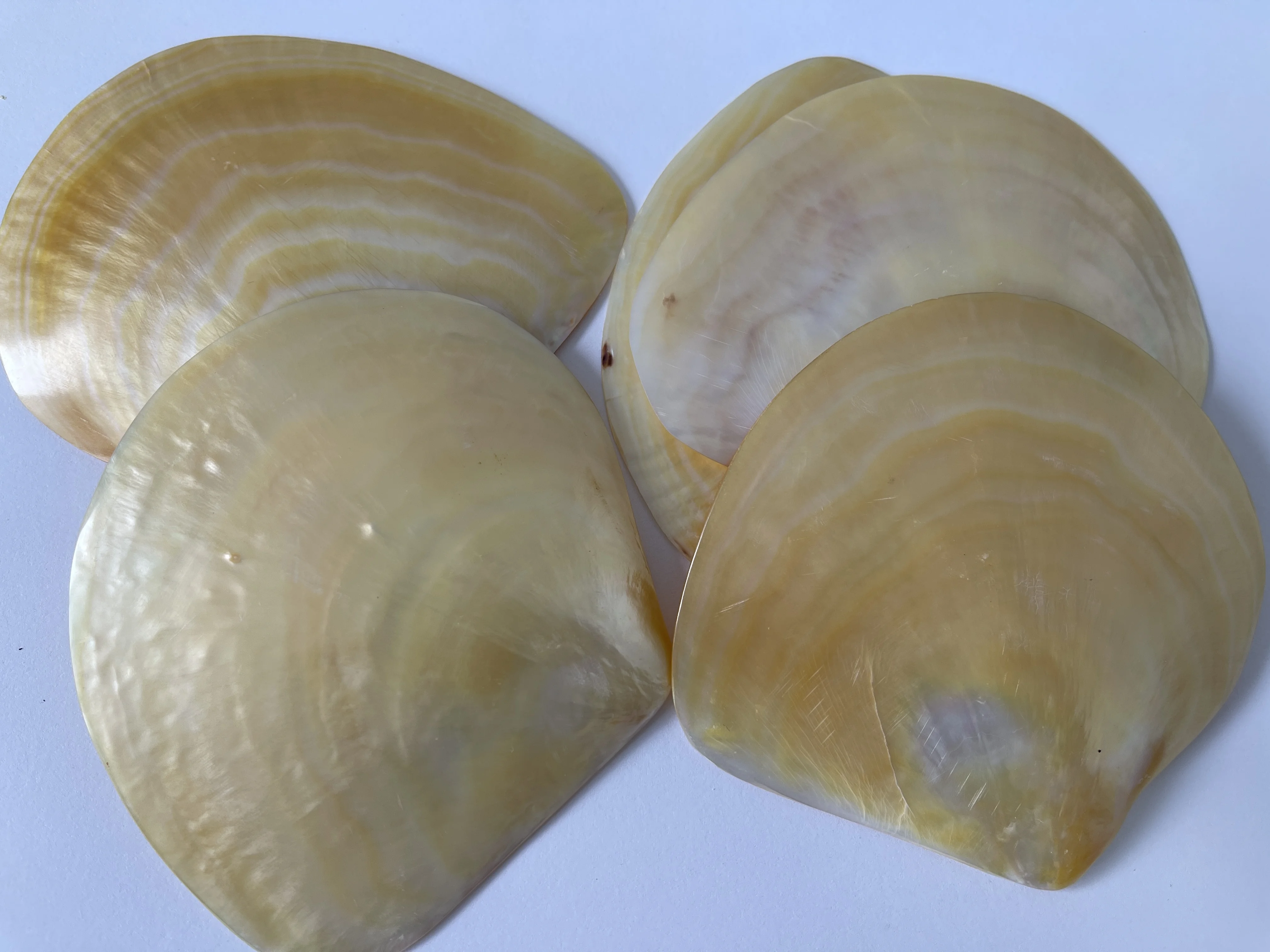 AAA-9CM-Polished-Big-Natural-Yellow-Golden-Mother-of-Pearl-Shell-South ...