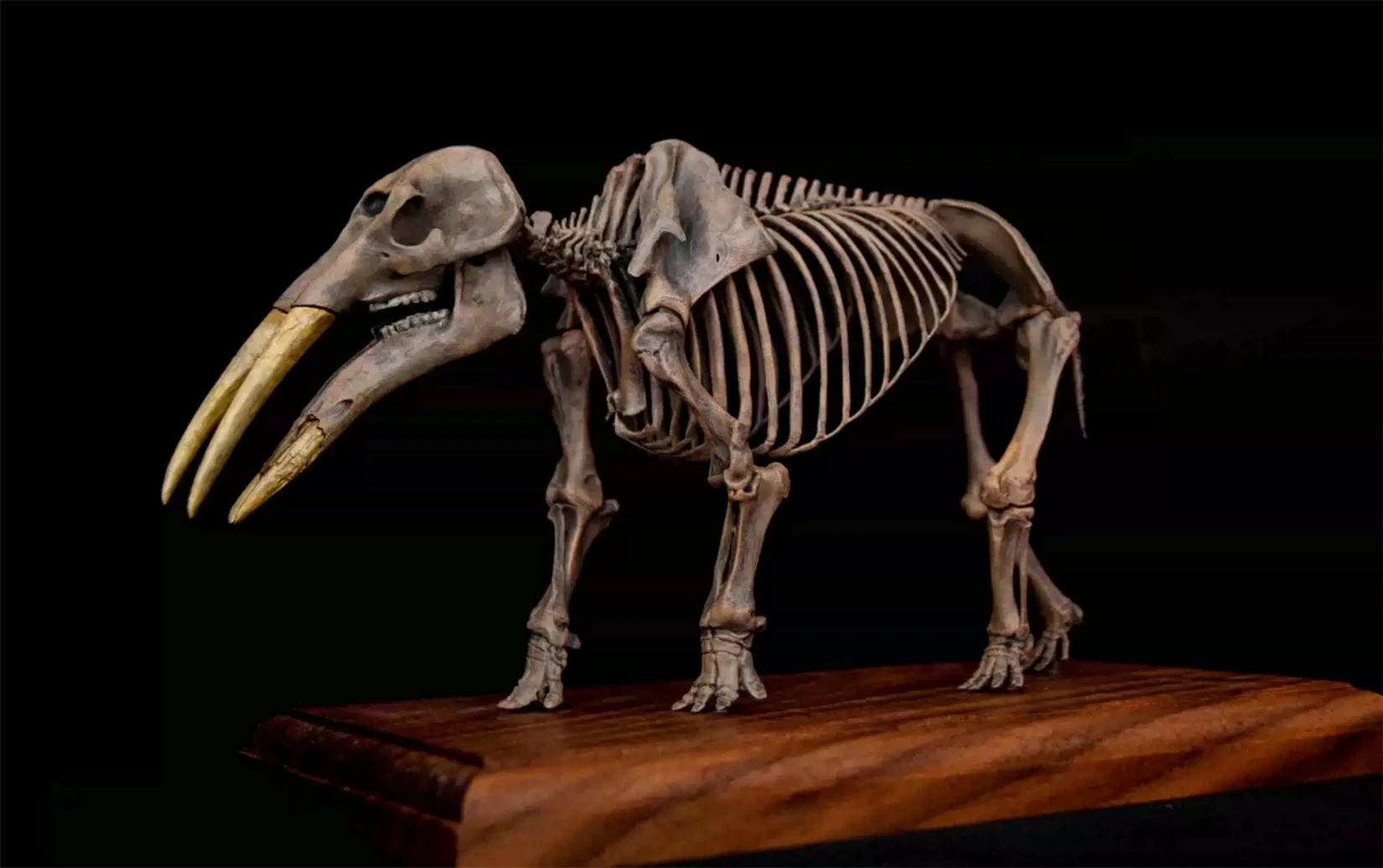 Gomphotherium Skeleton