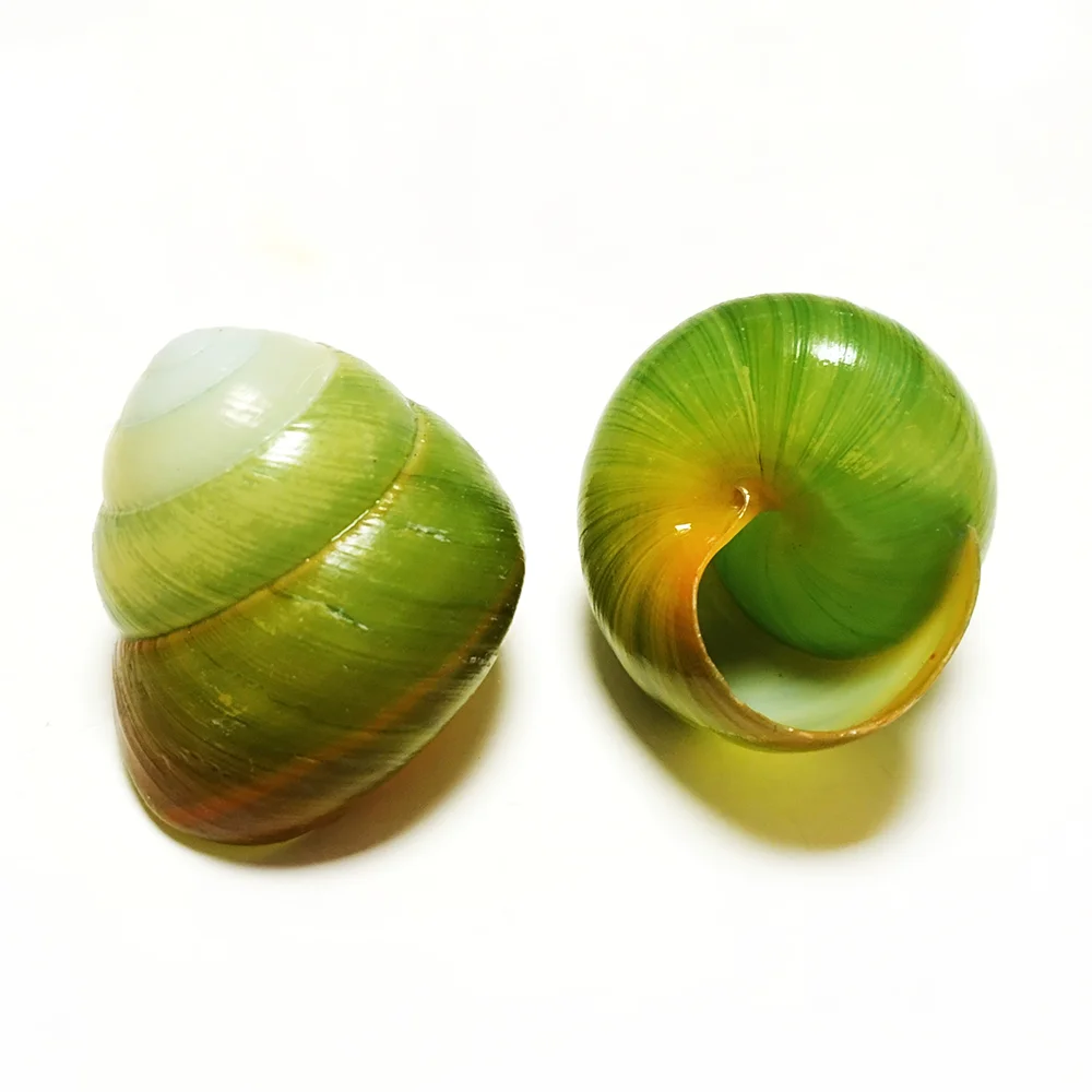 2PCS-Jade-Green-Snail-Asperitas-Bimaensis-Shell-Specimen-Rare-Mystery ...