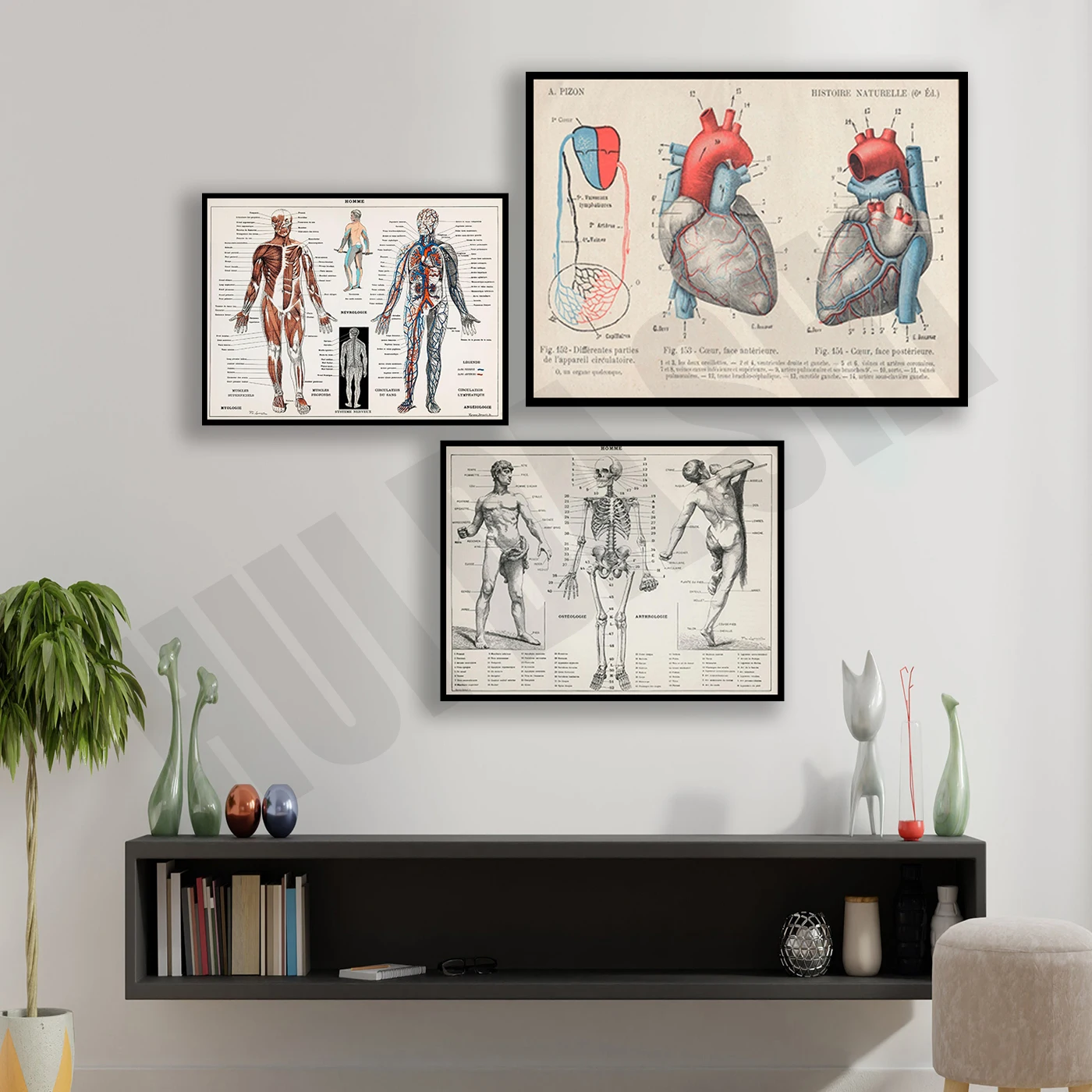 Poster do vintage medicina da anatomia do corpo humano, poster do ...