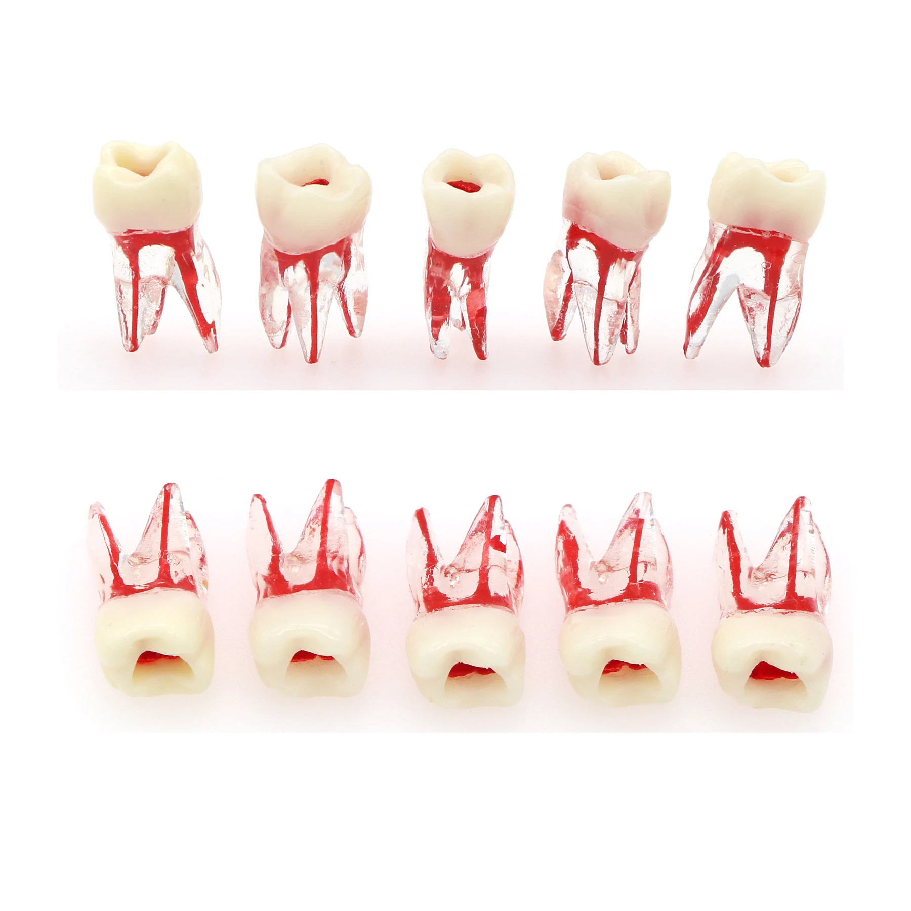 Di-k-k-kanal-di-modeli-endodontik-dosya-RCT-uygulama-blok-hamuru-kavite ...