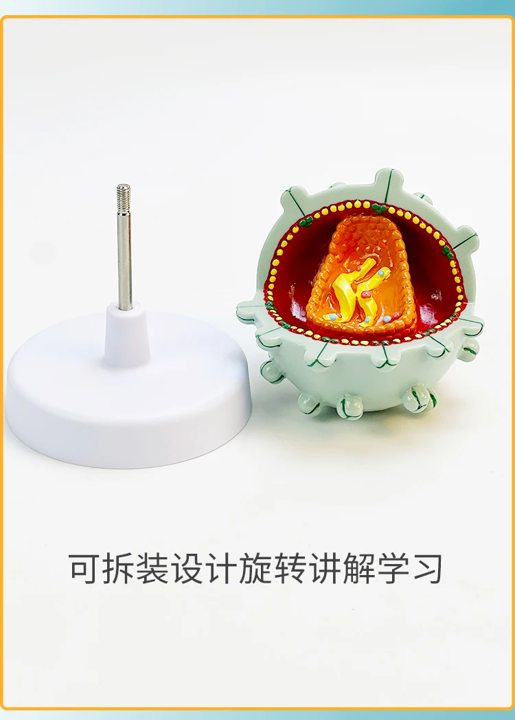 HIV cell model Human teaching Cytopathy model HIV cell structure ...