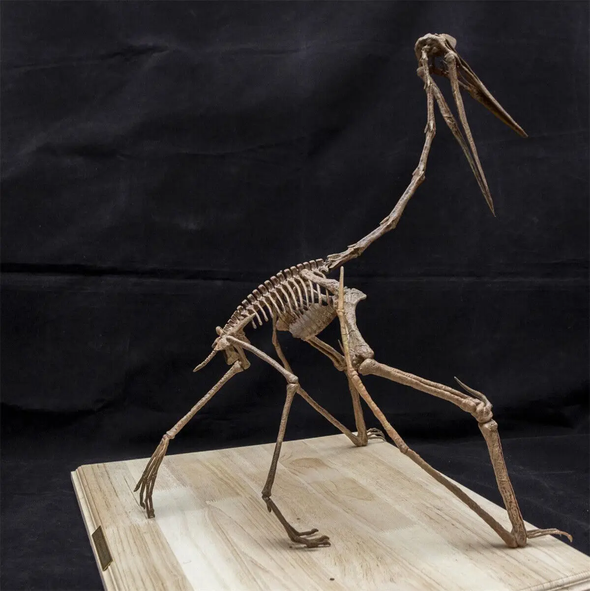 Quetzalcoatlus Fossil