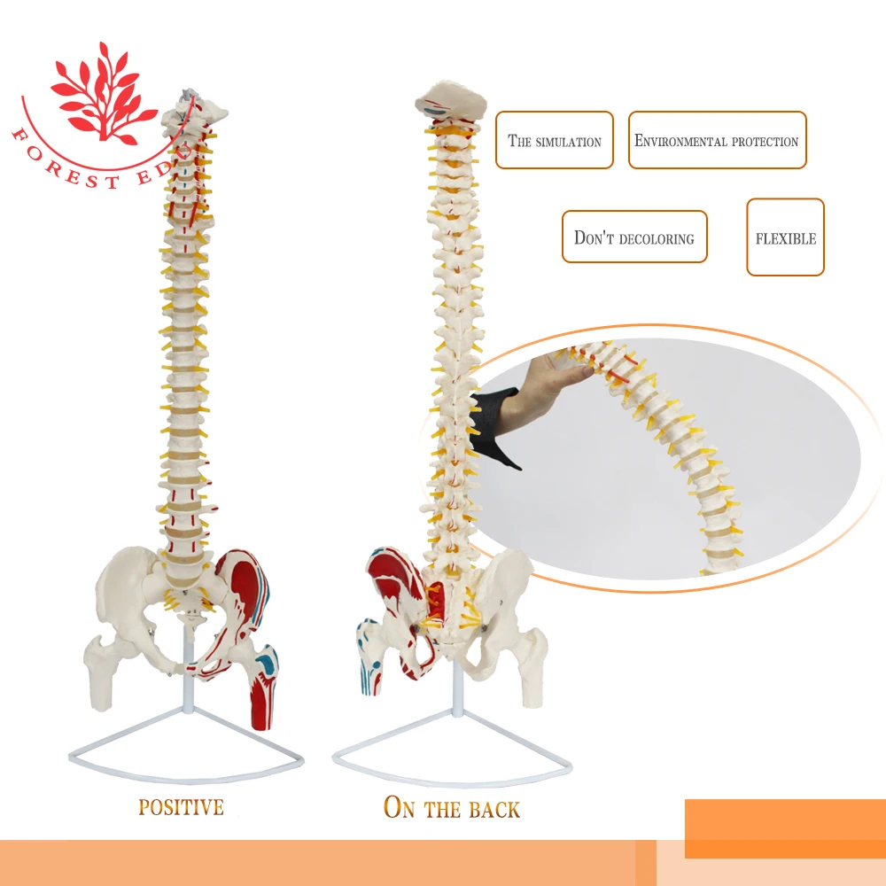 Anatomical-Spine-Models-with-Muscle-Starting-And-Ending-Points-FRT015 ...