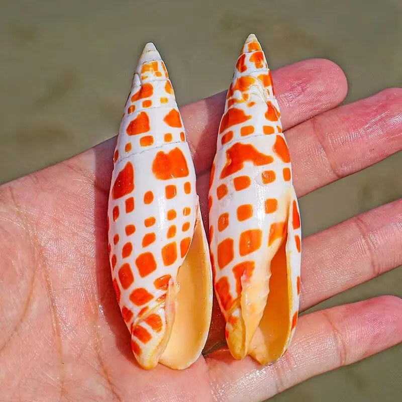 New Natural Conch Shell Koi Red Pen Snail Fish Tank Aquarium ...