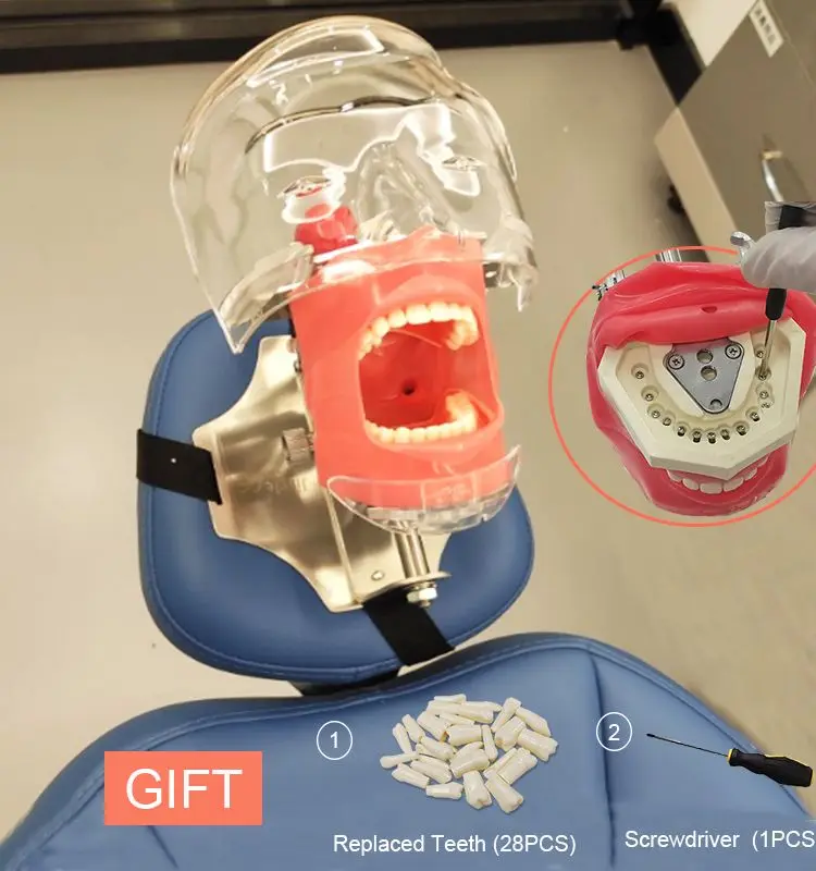 Dental-Simulator-Phantom-Head-Replace-Teeth-Model-Can-Installed-On-The ...
