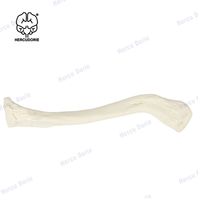 Human Clavicle