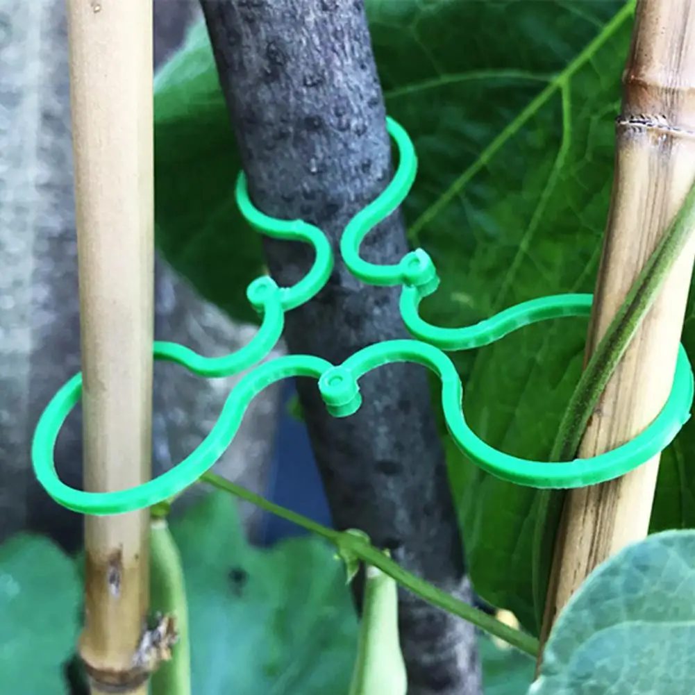 Attache Pour Plantes Grimpantes