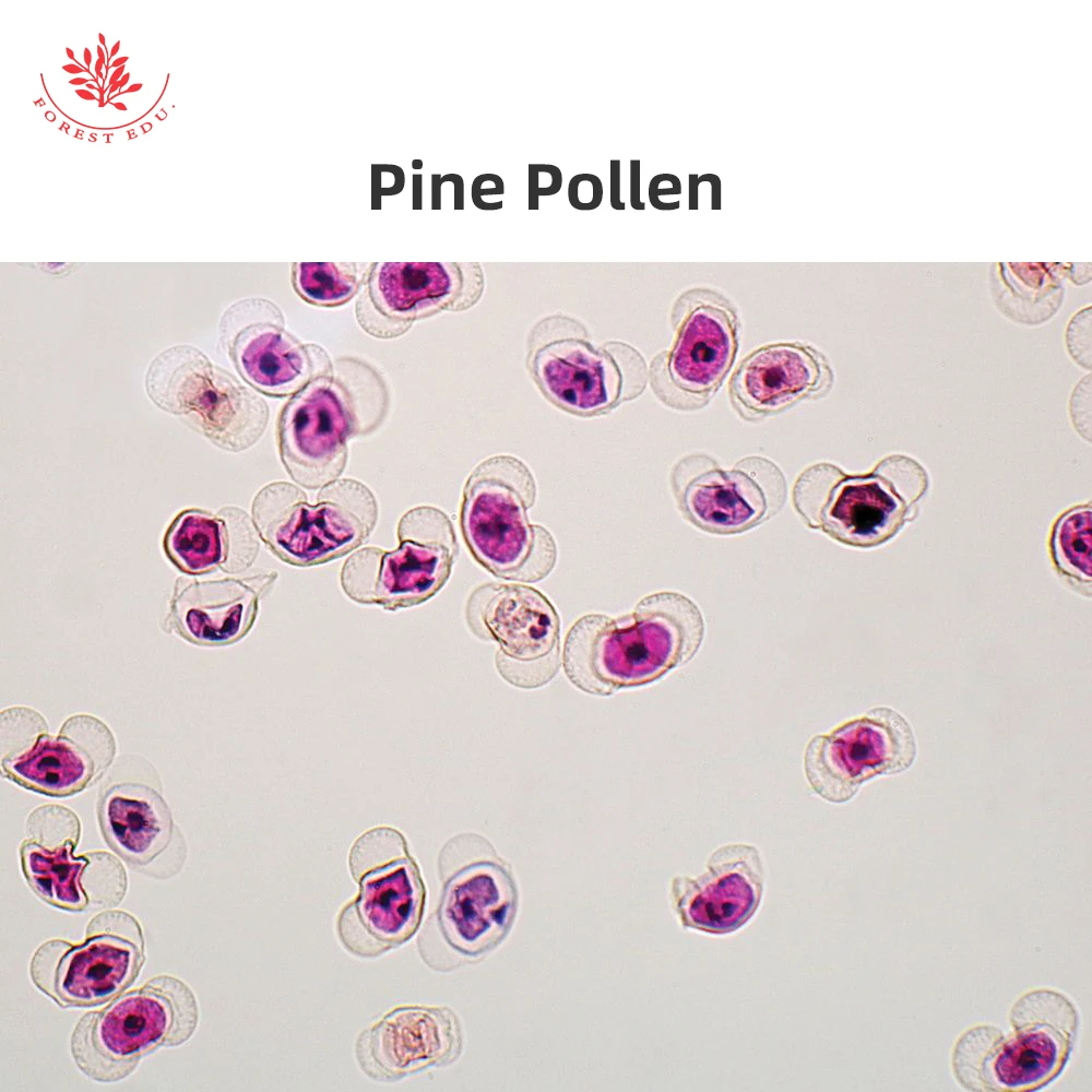 Pollen Grain Slide