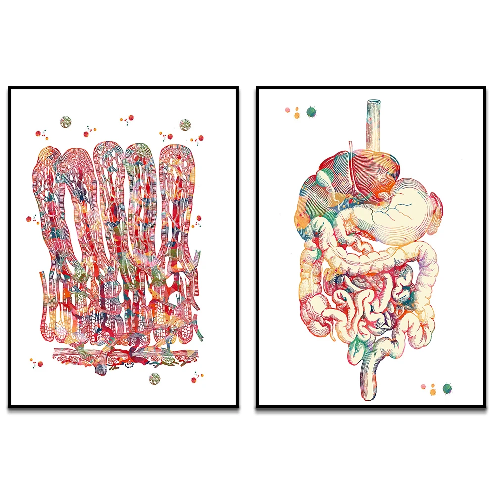 Intestine Abstract Anatomy Print Intestinal Villi Poster, 40% OFF