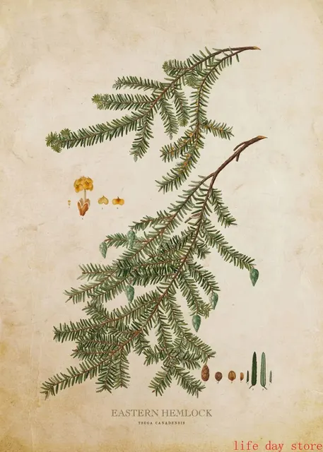 Shop1102959741 Store