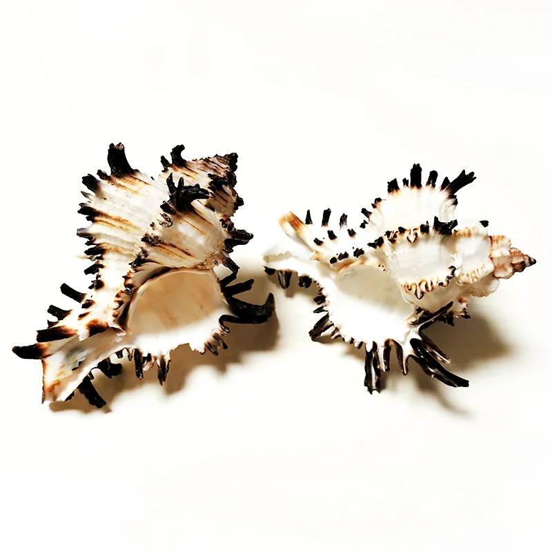 2-PCS-Black-Murex-Shell-8CM-10CM-Hermit-Crab-Ramosus-Shells-for-DIY ...
