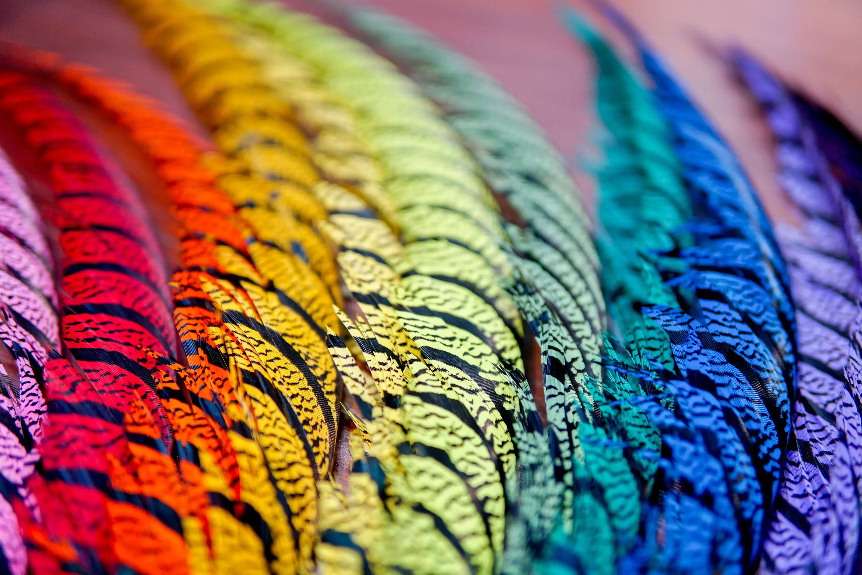 Wholesale-50Pcs-Lot-Pheasant-Feathers-30-31-Natural-Zebra-Pheasant-Tail ...