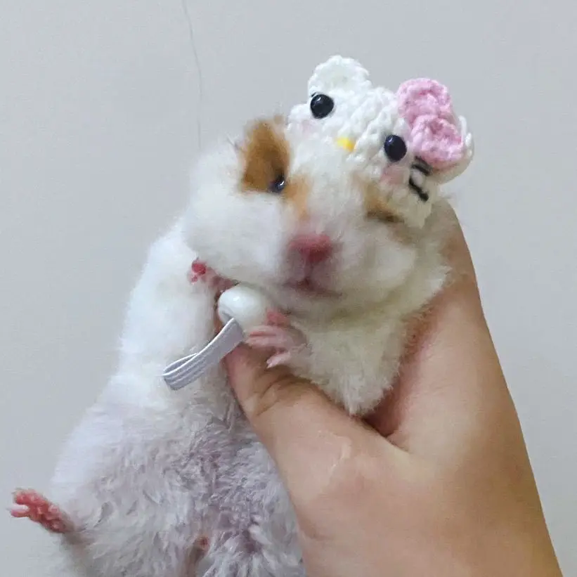 Cute Hamsters In Clothes