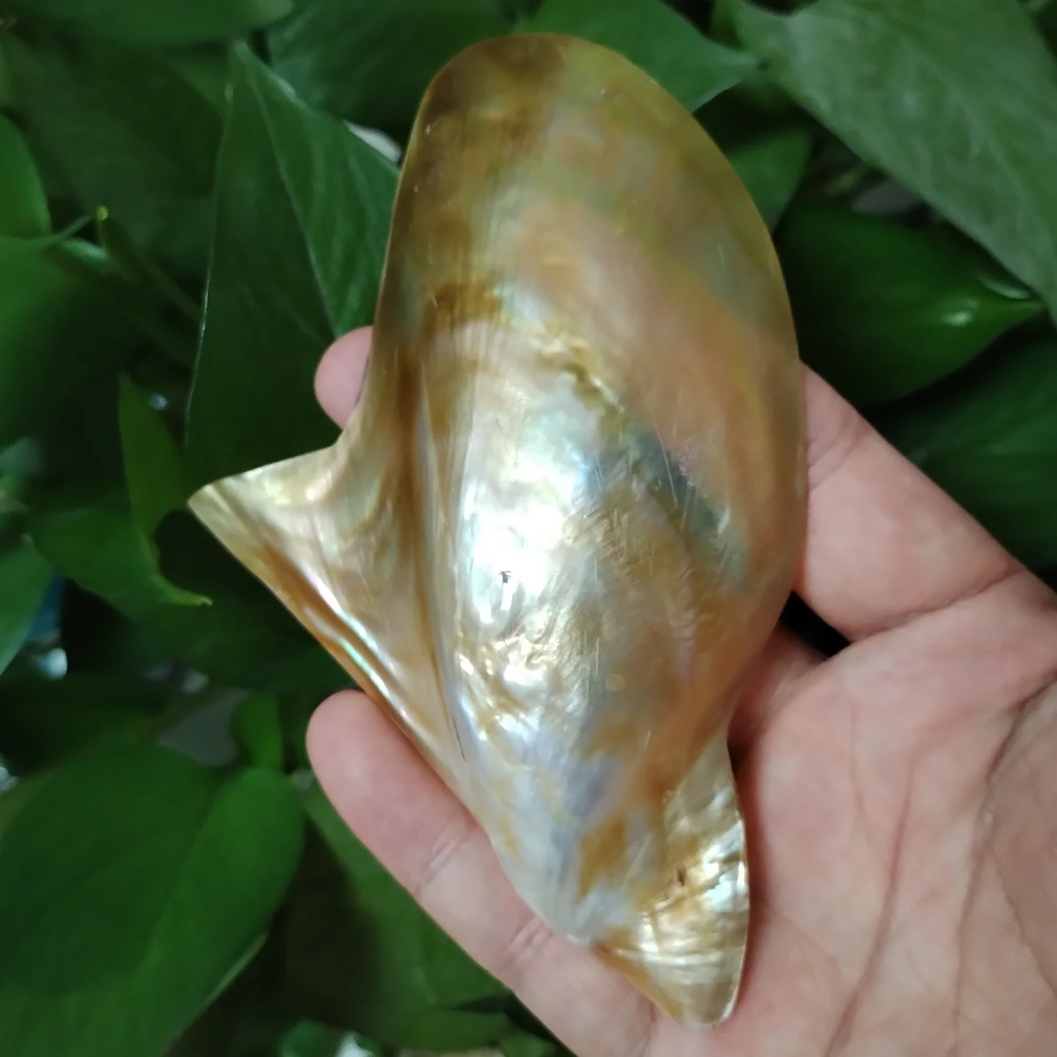 Large Polished Pearl Shell Natural Pteria Penguin Shell For DIY Craft ...