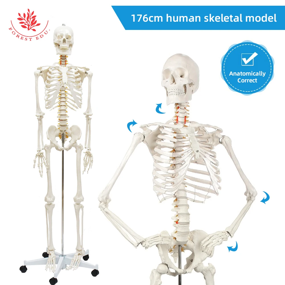 Human-Skeleton-176cm-FRT001-Anatomy-Model-Life-Size-PVC-Material-White ...