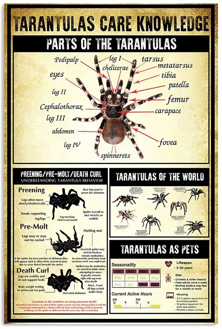Tarantula-Care-Knowledge-Tarantulas-Of-The-World-metal-tin-sign-Poster ...