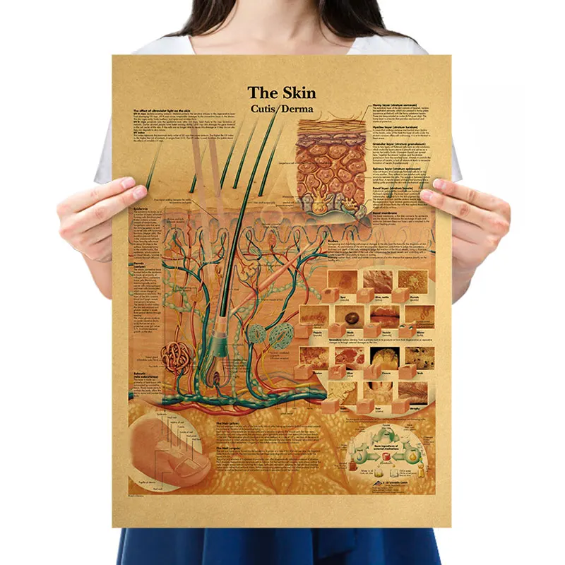 Human Body Systems Posters | Human Body Wall Stickers | Wall Stickers ...