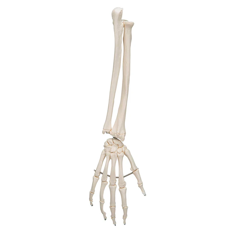 Skeleton Right Arm