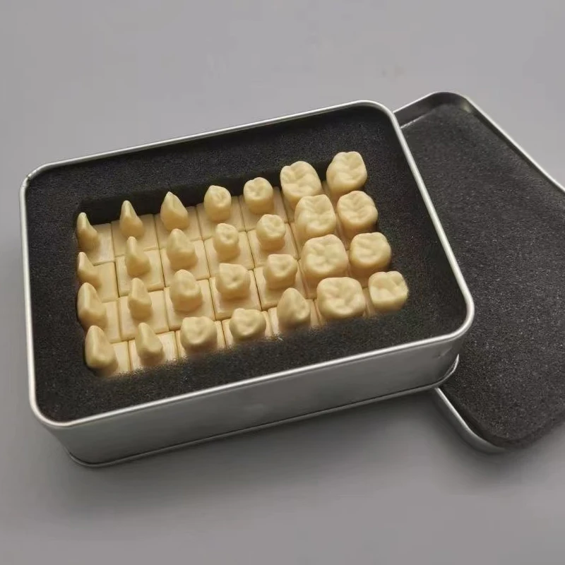 Dental-with-Tooth-Structure-and-Practice-Tooth-Carving-Teaching ...