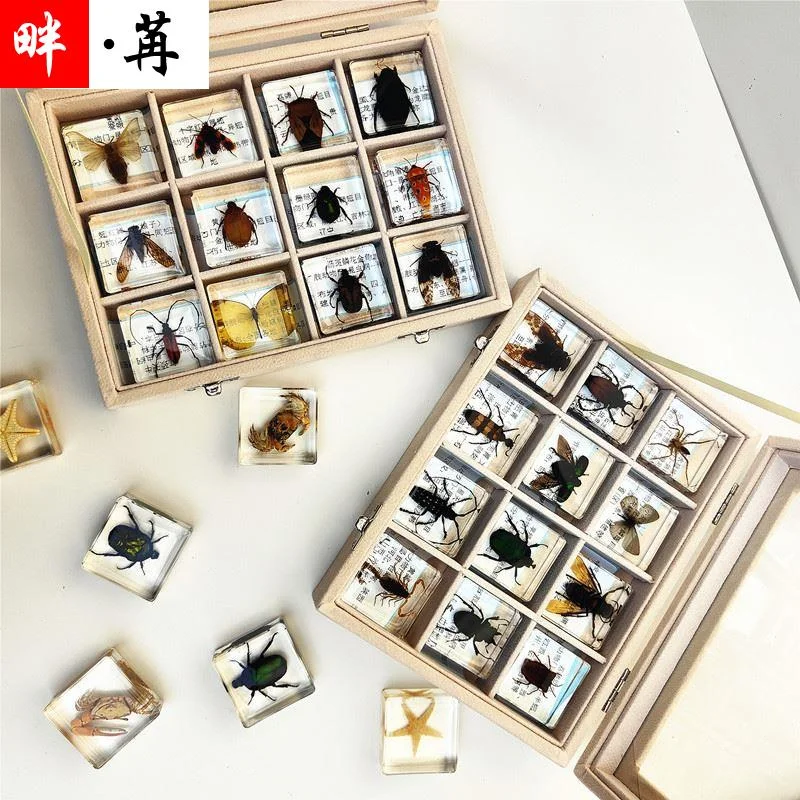 Real-insect-specimen-Beetle-real-insect-spider-toy-resin-home ...