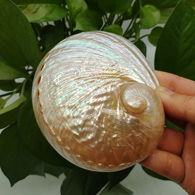 Polished Abalone Shell 100% Australian White Natural Shell for Smudging ...