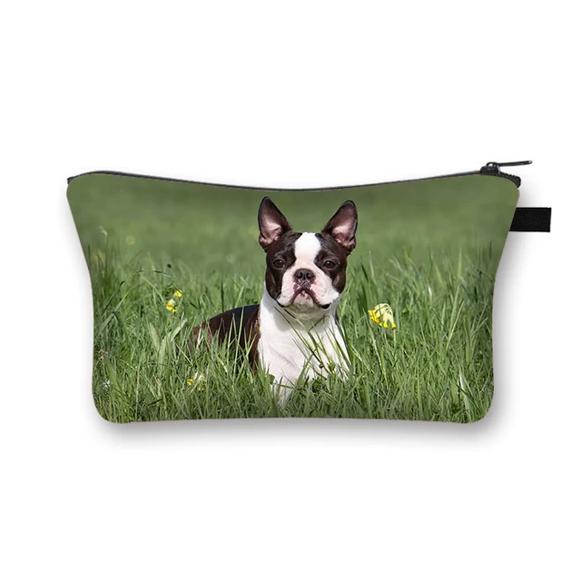 Boston Terrier Maltese