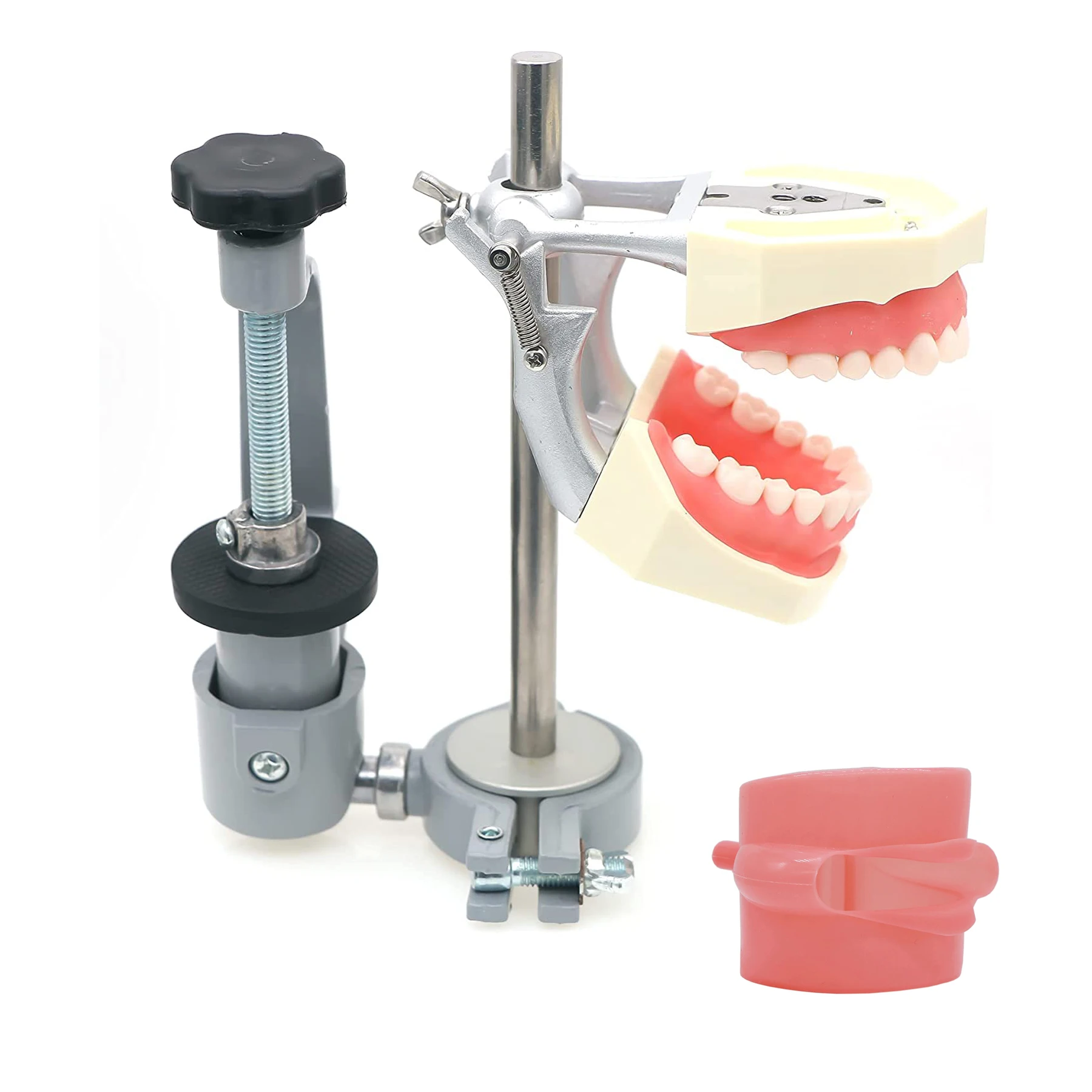 Typodont-Mounting-Pole-Tooth-Model-360-Degree-Adjustable-Fix-on-Desk ...