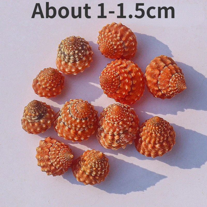 Natural-Shell-Conch-Tower-Conch-Specimen-Conch-Hermit-Crab-Replacing ...