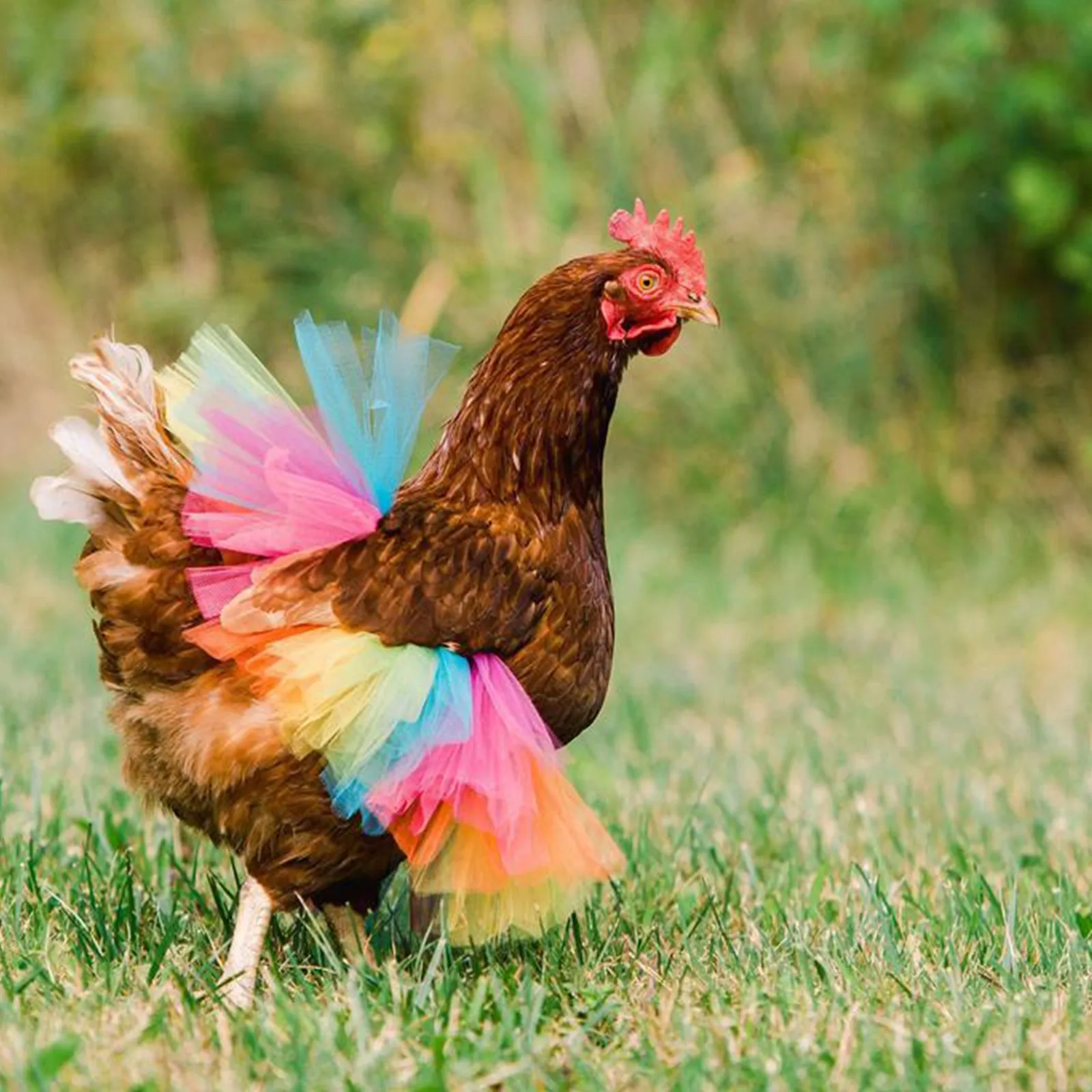 Pollo Disfrazados: La Solución Perfecta para Fiestas, Halloween y ...