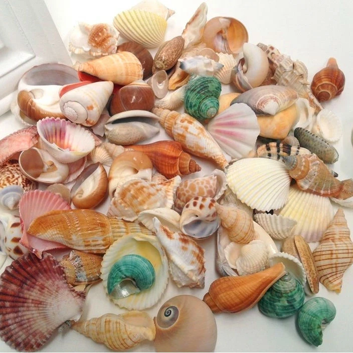 100g conchas do mar naturais para fazer jóias diy artesanato decoração ...