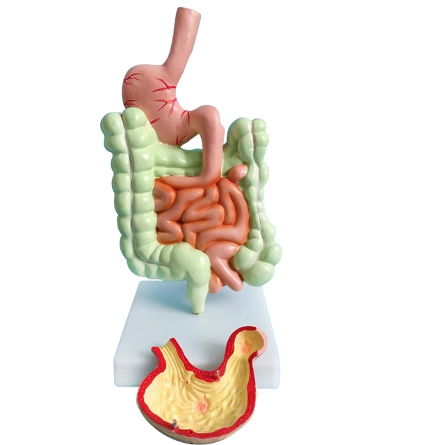Large Intestine Anatomy Model