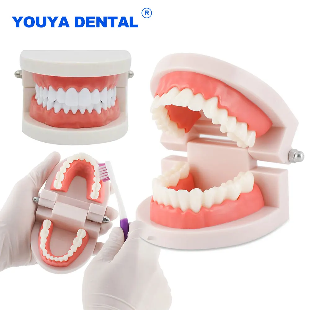Typodont-modelo de dentadura de demostración para adultos, modelo de ...