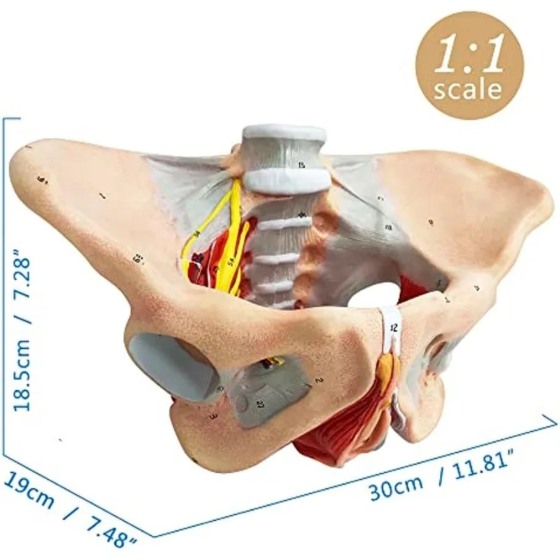 Labeled Female Pelvis Anatomy: A Realistic, Educational Tool for ...