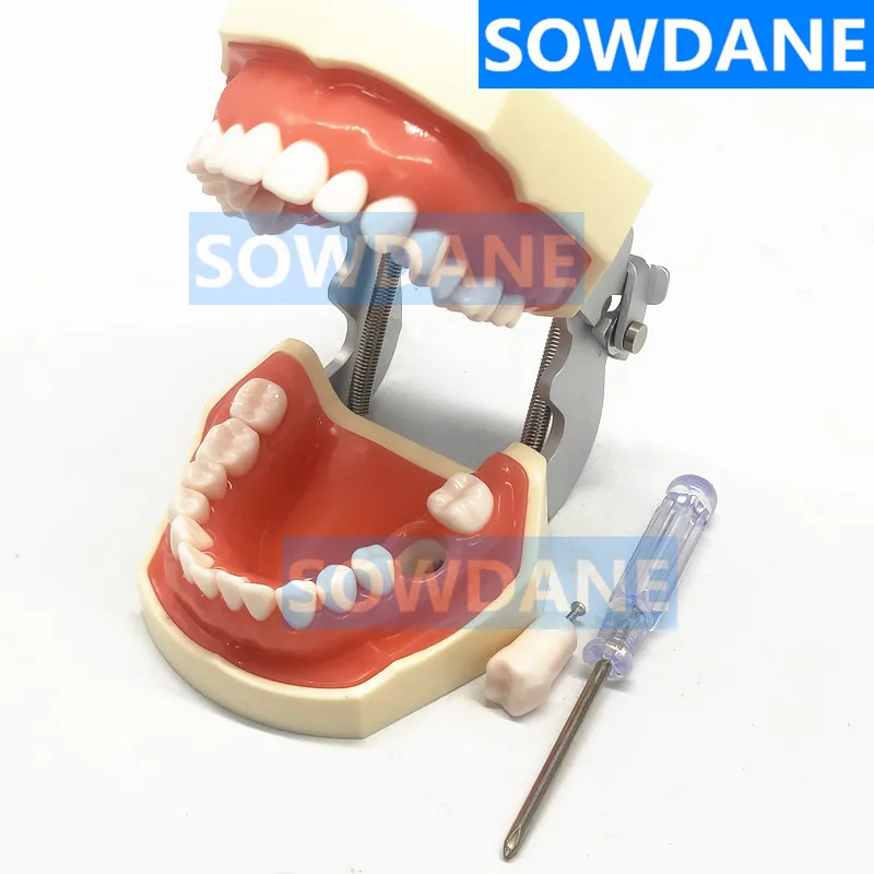 Normal-Type-Model-Dental-Universal-Plate-Type-Removable-Teeth-Soft-Gum ...