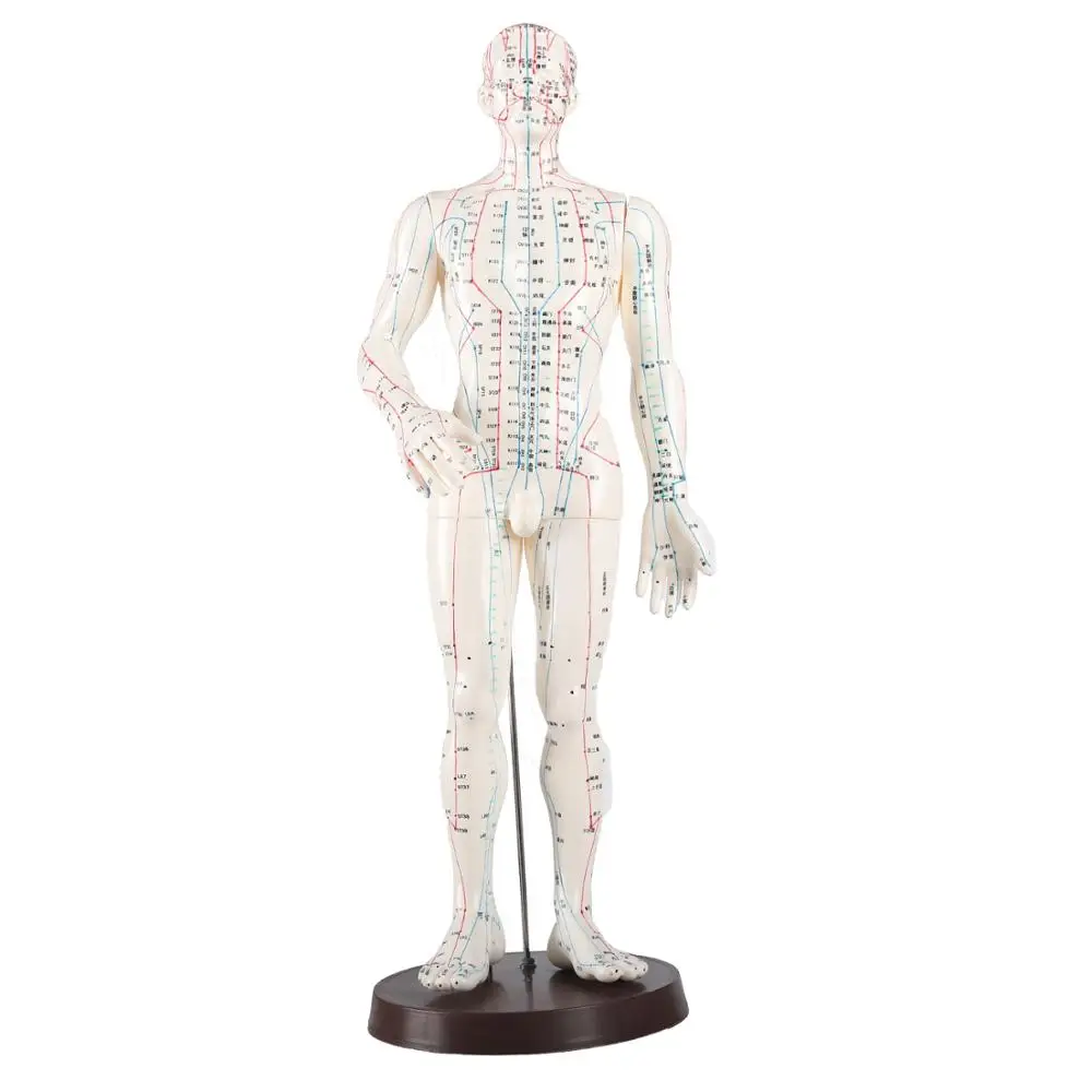 Acupuncture Model 50cm Male Pvc Human Body Acupuncture Model Acupoint ...